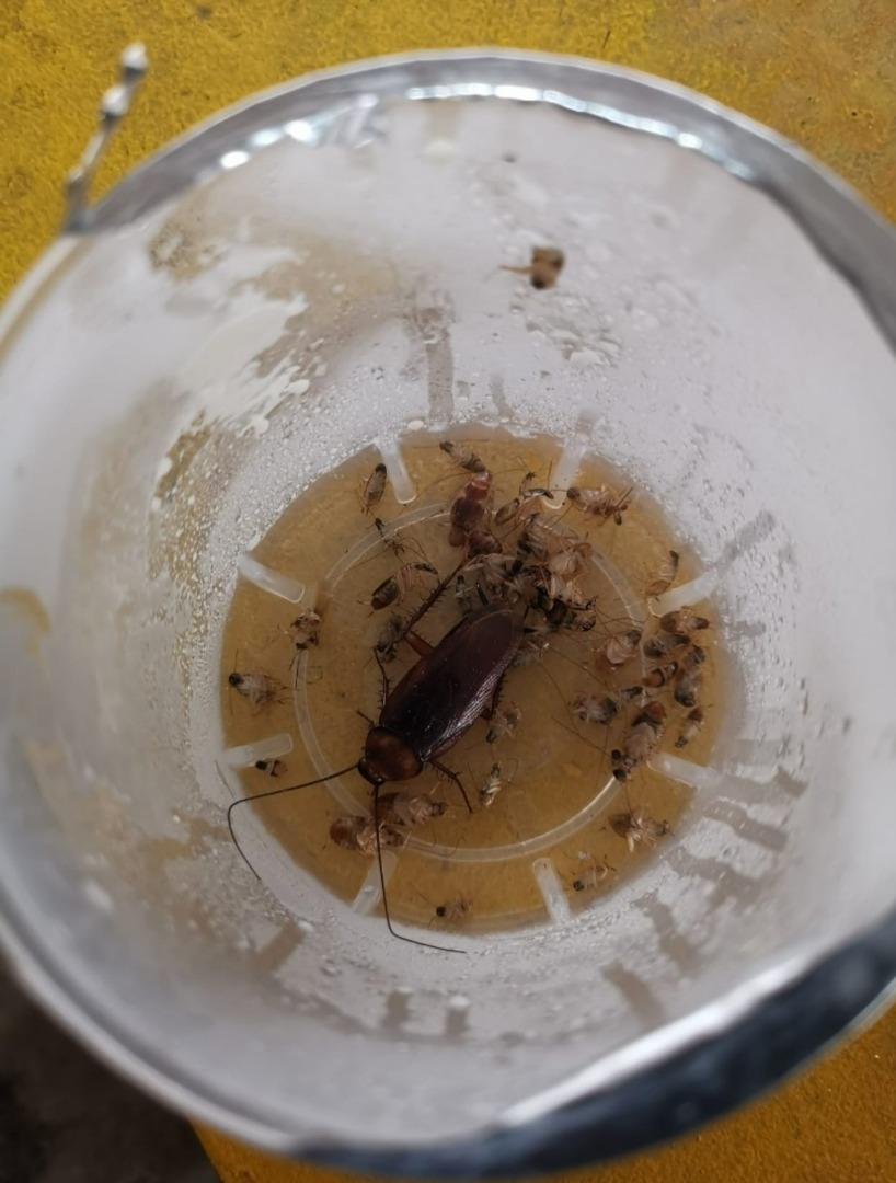 DIY Car Fumigation canister / Pest control / Fumigation Bomb ...