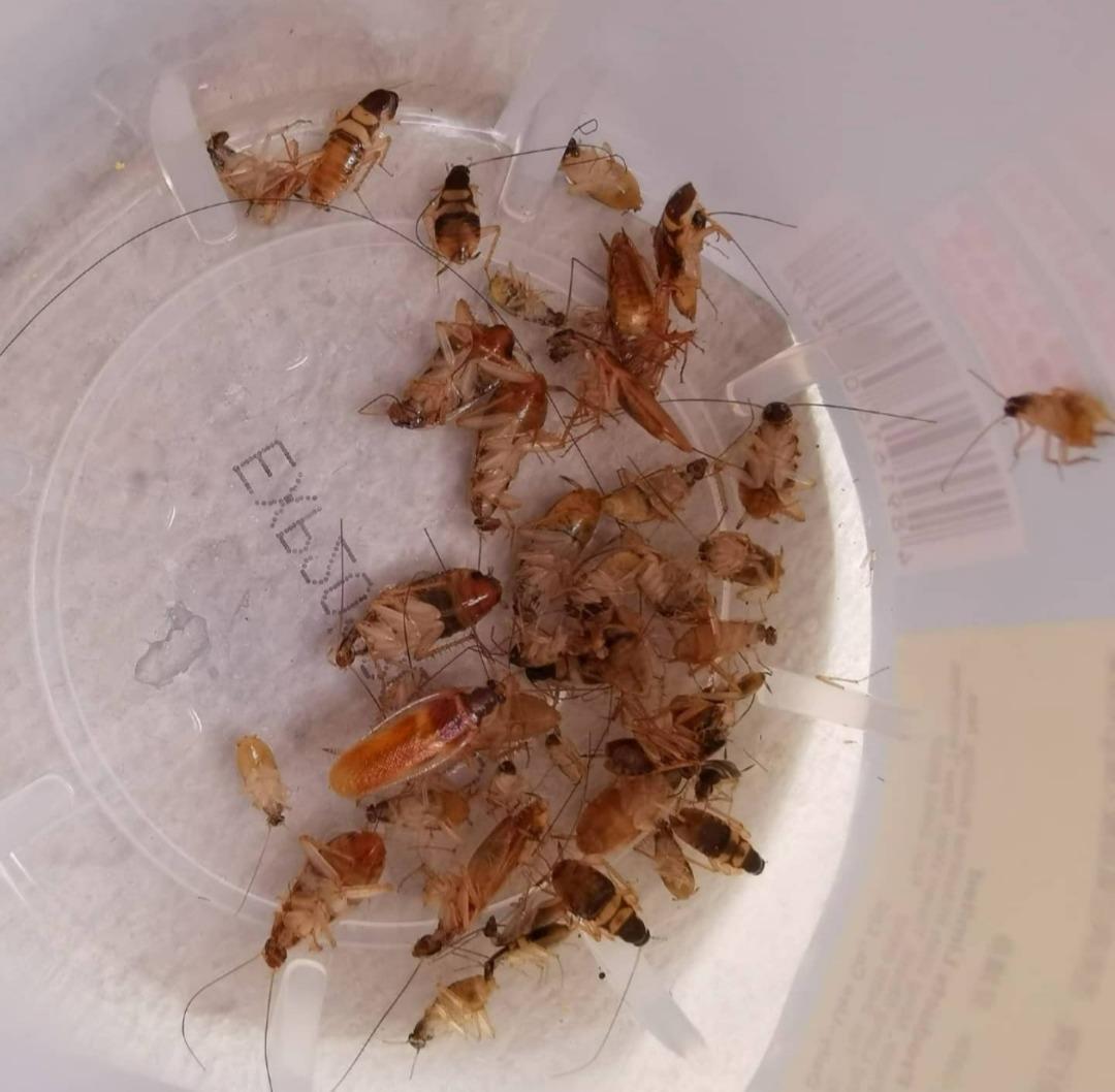 DIY Car Fumigation canister / Pest control / Fumigation Bomb ...