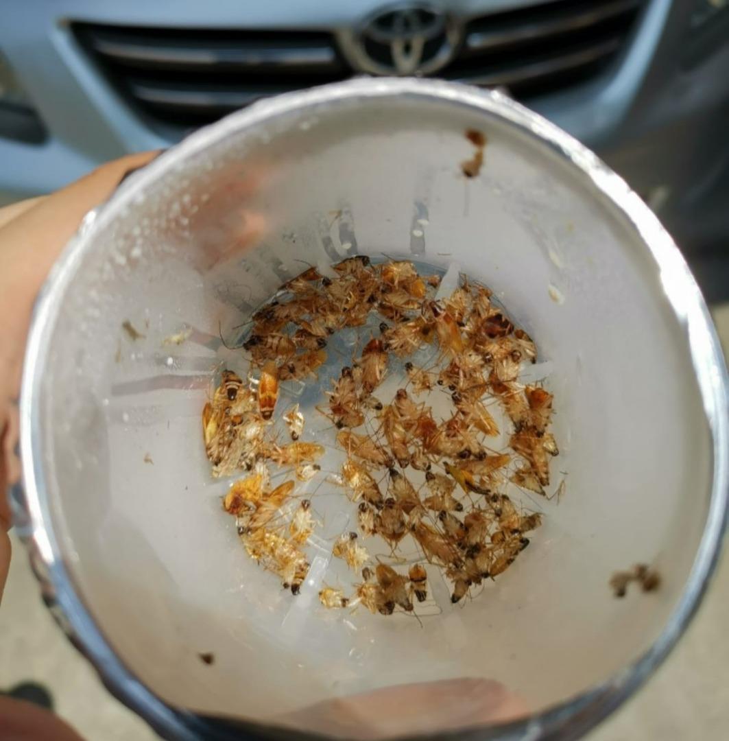 DIY Car Fumigation canister / Pest control / Fumigation Bomb ...