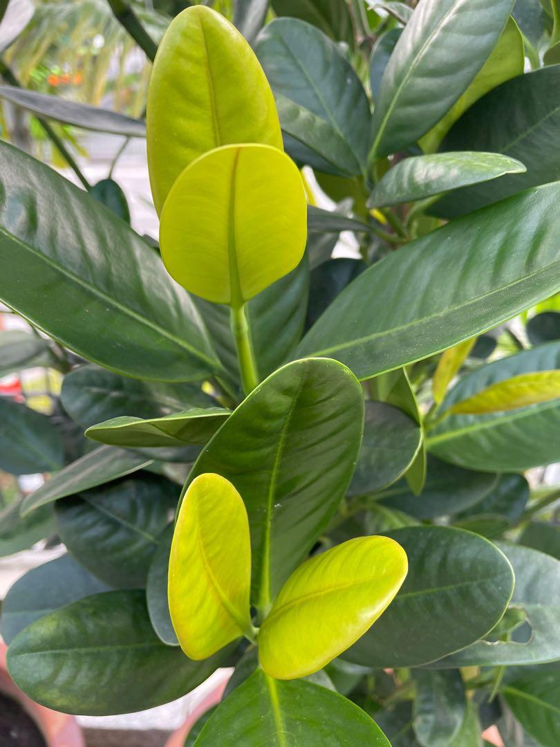 Happiness tree (Garcinia subelliptica), Furniture & Home Living ...