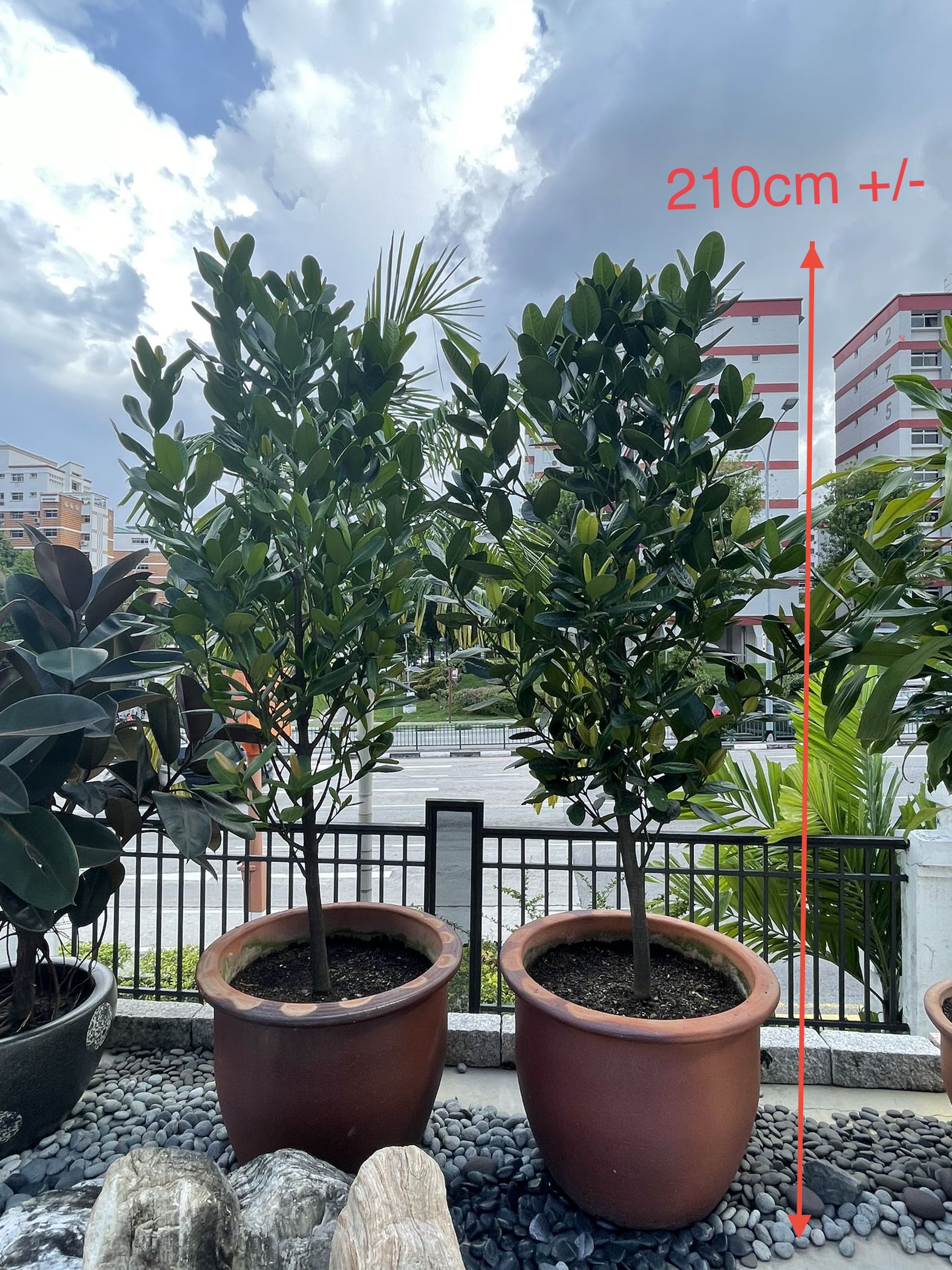 Happiness tree (Garcinia subelliptica), Furniture & Home Living ...