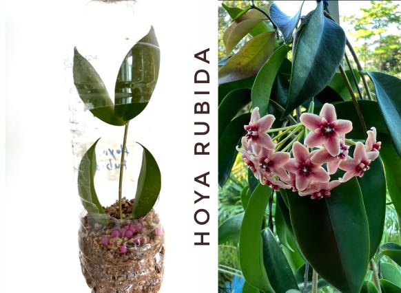 HOYA RUBIDA, Furniture & Home Living, Gardening, Plants & Seeds on ...