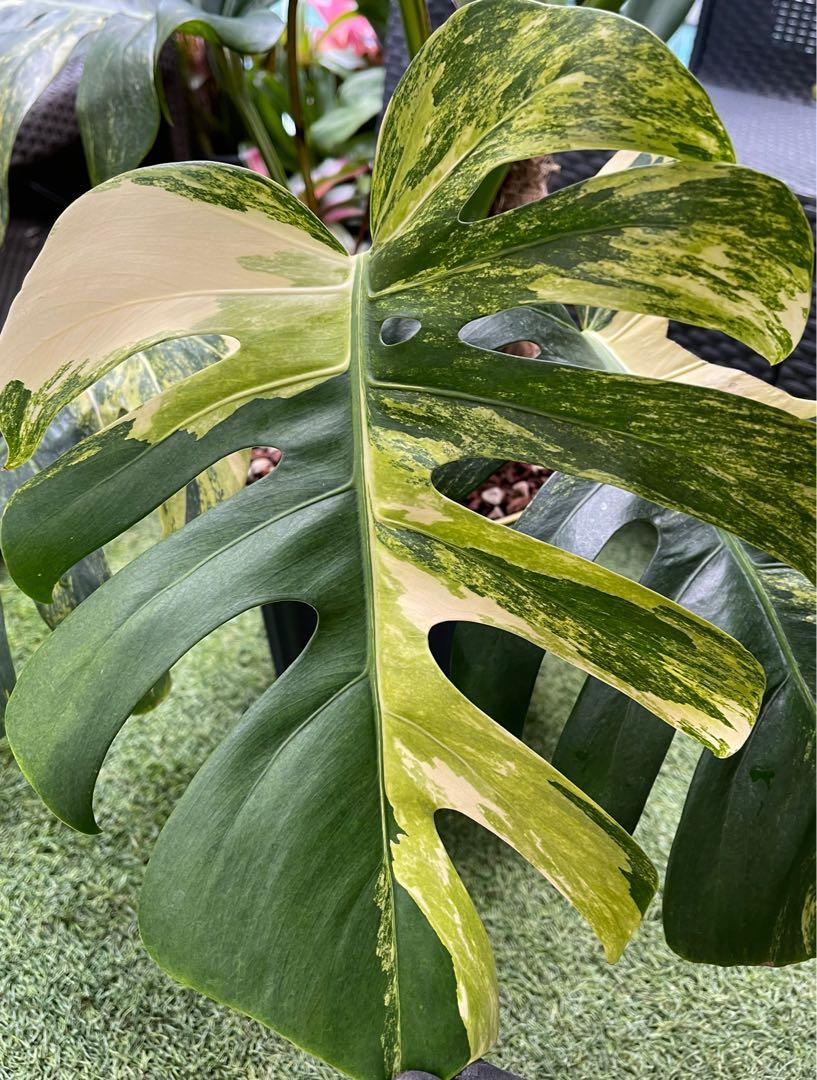 Monstera Aurea Tricolor, Furniture & Home Living, Gardening, Plants ...