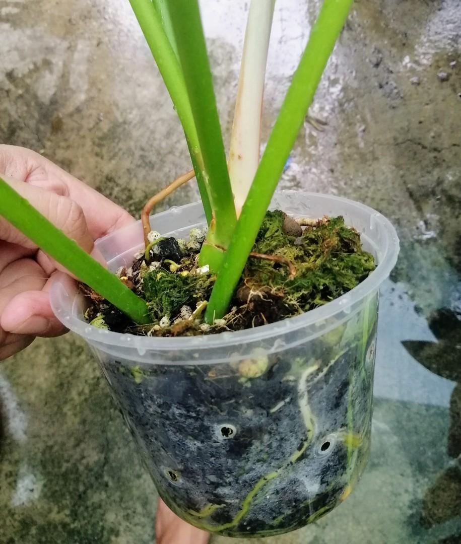 Philo Golden Dragon, Furniture & Home Living, Gardening, Plants & Seeds ...