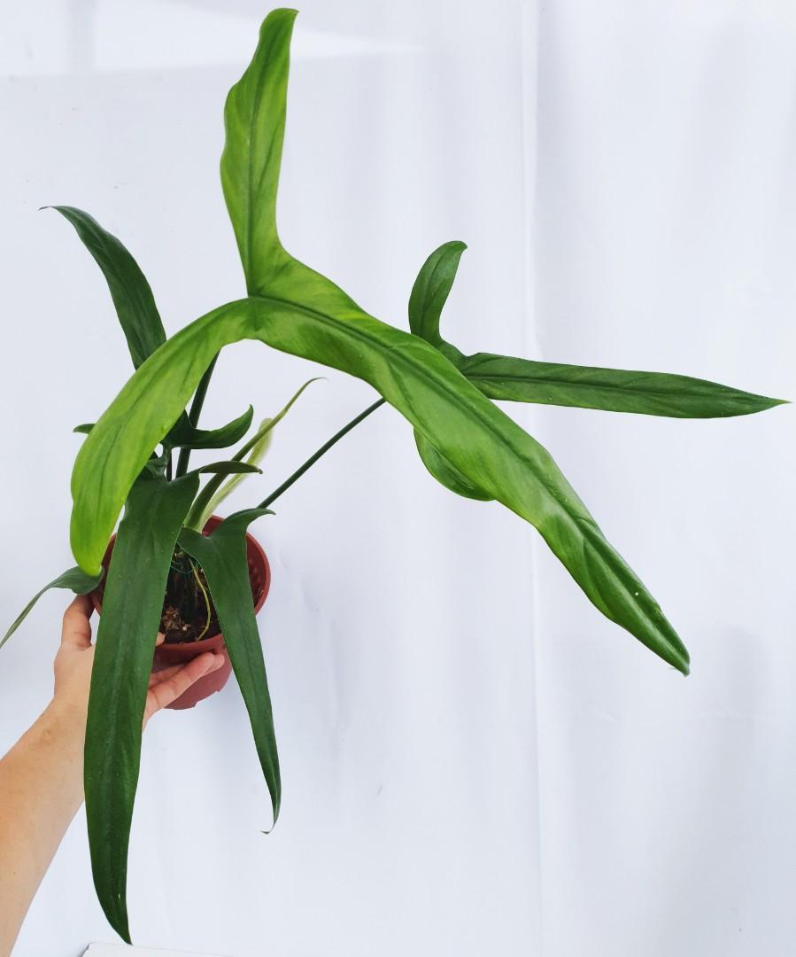 Philodendron Holtonianum, Furniture & Home Living, Gardening, Plants ...