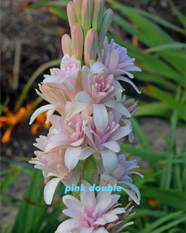 Pokok bunga harum sundal malam pink lapis), Furniture & Home Living ...