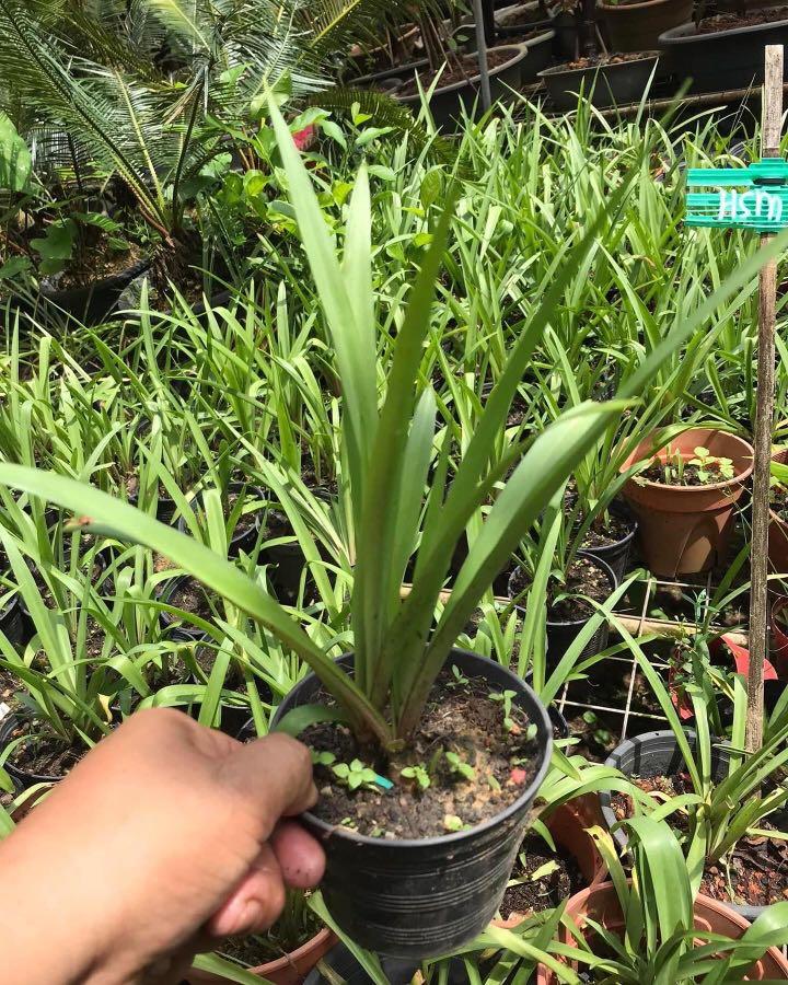 Pokok bunga harum sundal malam pink lapis), Furniture & Home Living ...