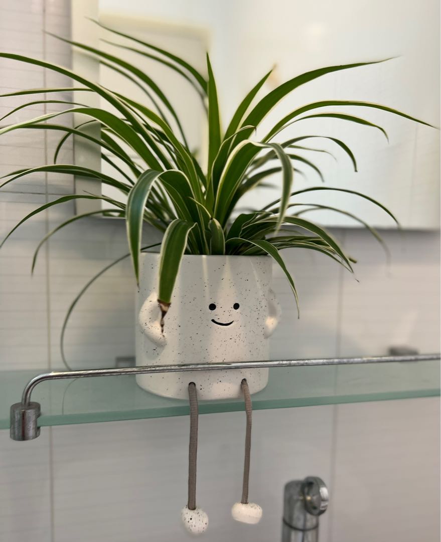 Spider Plant + Pot, Furniture & Home Living, Gardening, Plants & Seeds ...