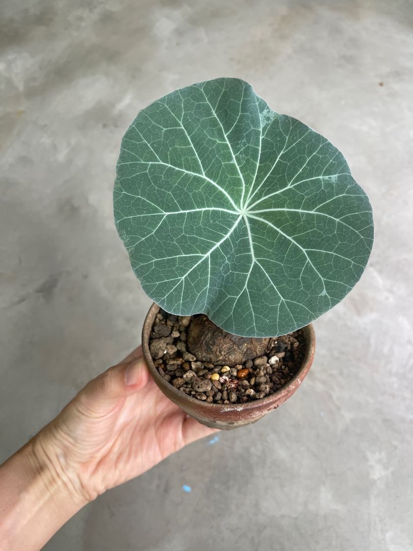 Stephania nova, Furniture & Home Living, Gardening, Plants & Seeds on ...