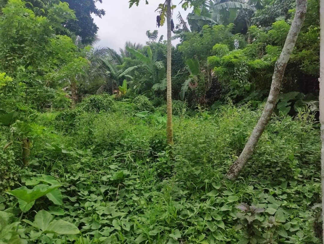 1000 sqm Lot for Sale, Property, For Sale, Lot on Carousell