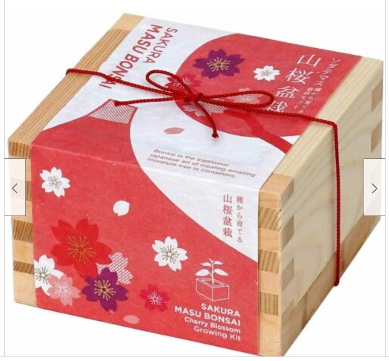 2sets Bonsai Growing Kit - Momiji Masu Bonsai- Sakura Bonsai Planting ...