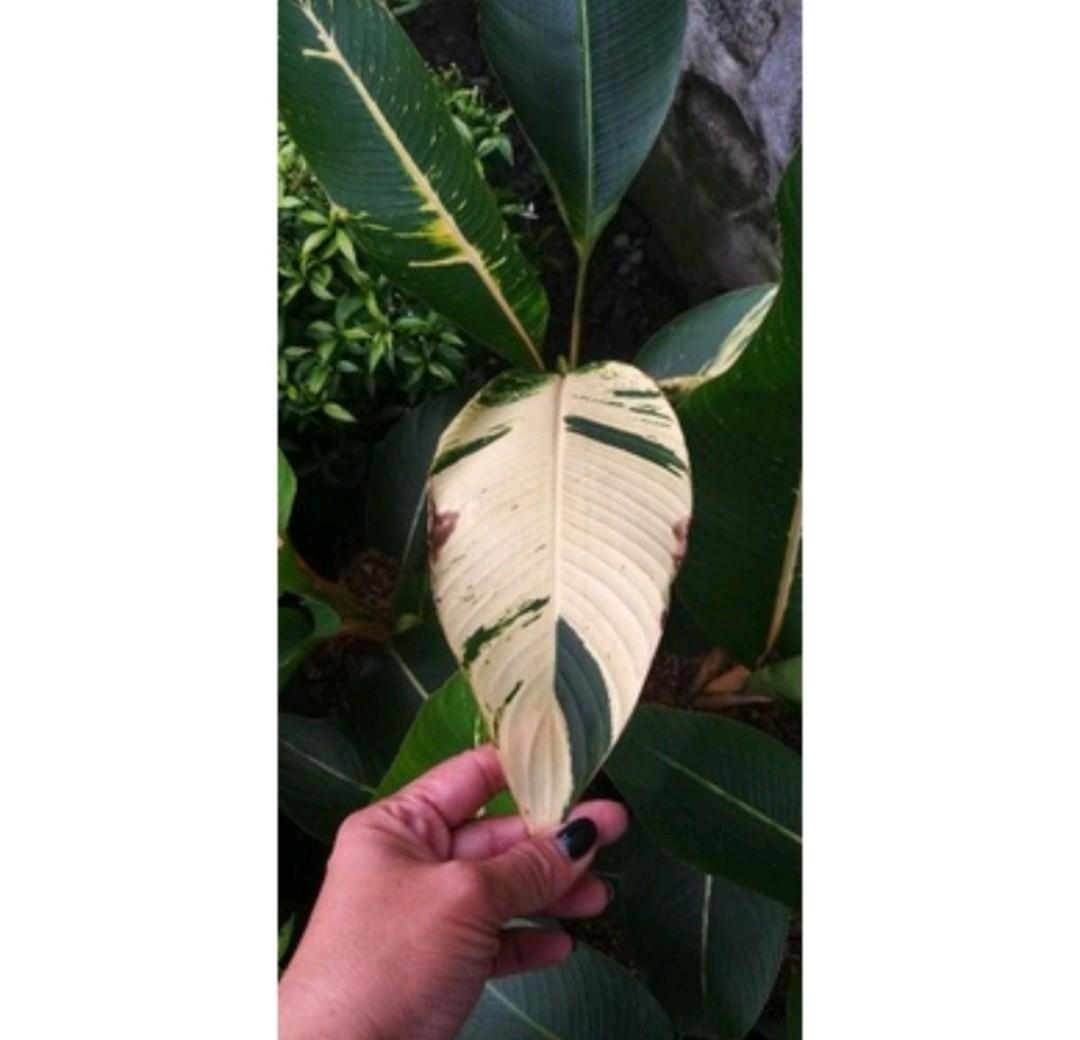 Heliconia Indica Musa Variegata Banana, Furniture & Home Living ...