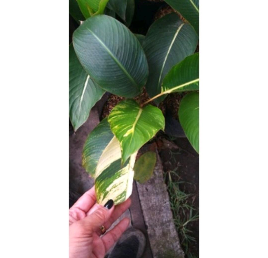 Heliconia Indica Musa Variegata Banana, Furniture & Home Living ...