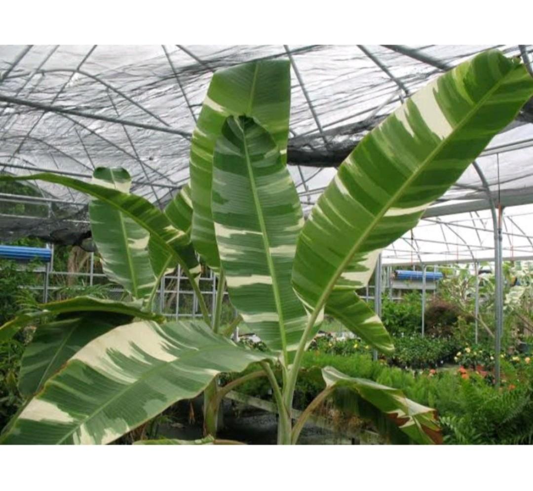 Heliconia Indica Musa Variegata Banana, Furniture & Home Living ...