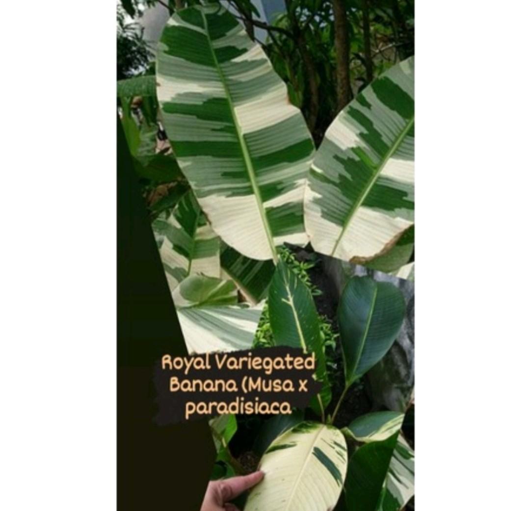 Heliconia Indica Musa Variegata Banana, Furniture & Home Living ...