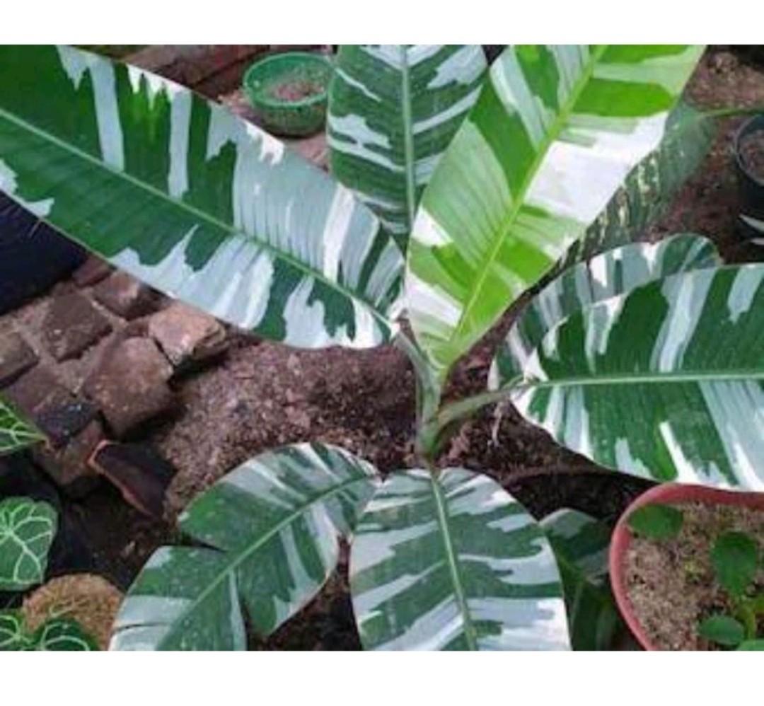 Heliconia Indica Musa Variegata Banana, Furniture & Home Living ...