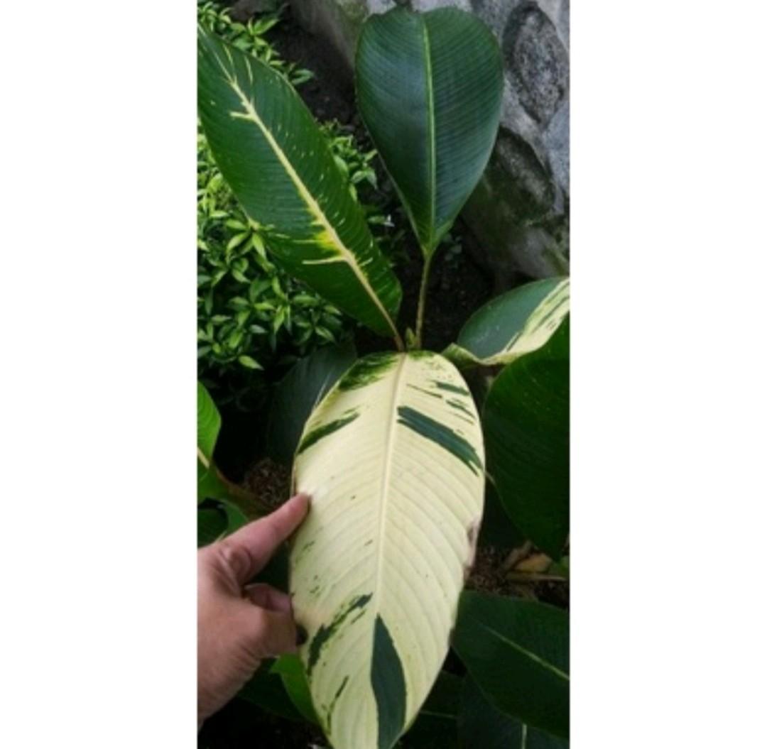 Heliconia Indica Musa Variegata Banana, Furniture & Home Living ...