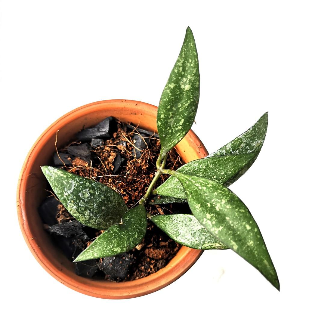 Hoya parviflora splash, Furniture & Home Living, Gardening, Plants ...