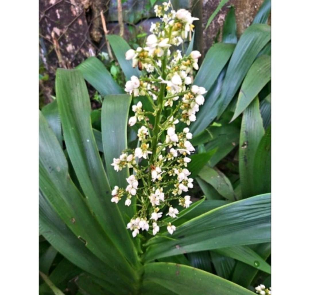 Palmita Xiphidium caerulium Cola De Paloma Dove tail LIVE PLANT ...