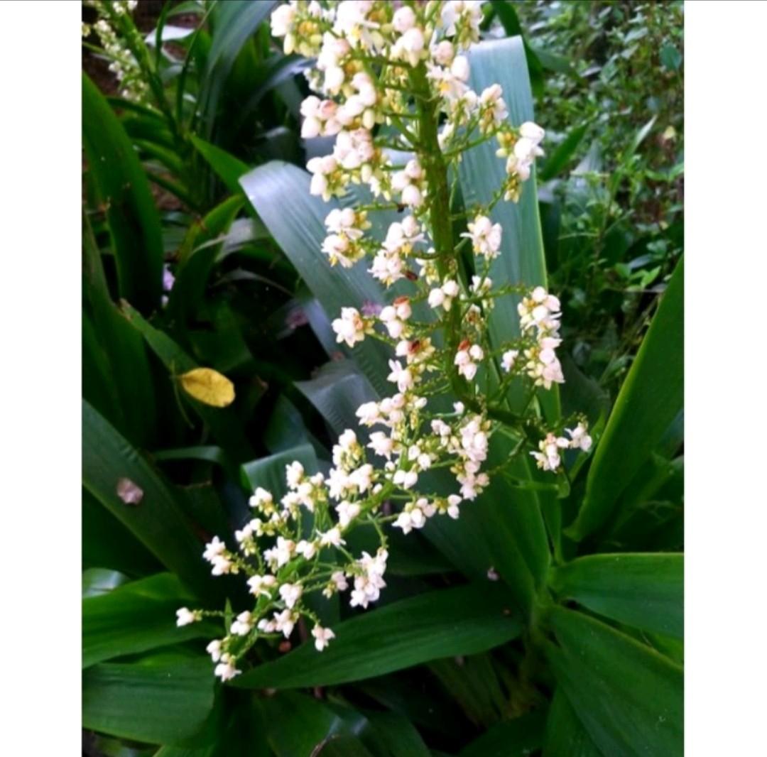 Palmita Xiphidium caerulium Cola De Paloma Dove tail LIVE PLANT ...