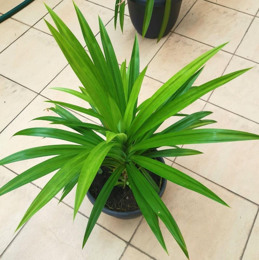 Panda Leaves Plant, Furniture & Home Living, Gardening, Plants & Seeds ...