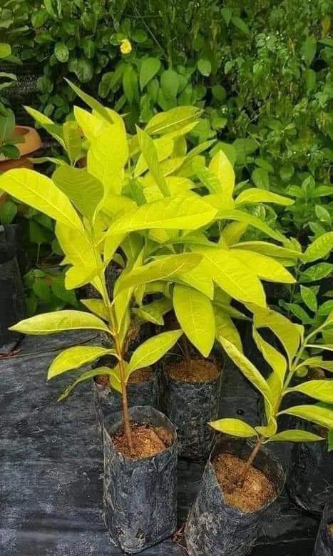 Pokok golden chain Lophanthera lactescens, Furniture & Home Living ...