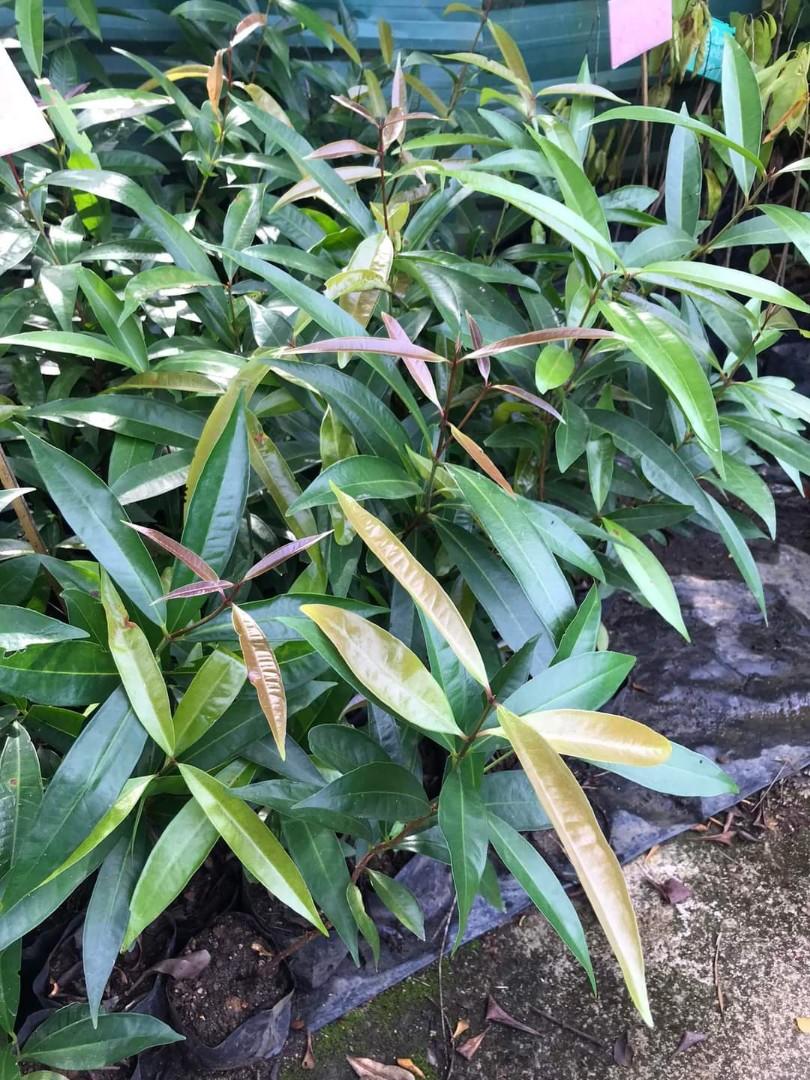 pokok jambu mawar kuning thailand, Furniture & Home Living, Gardening ...