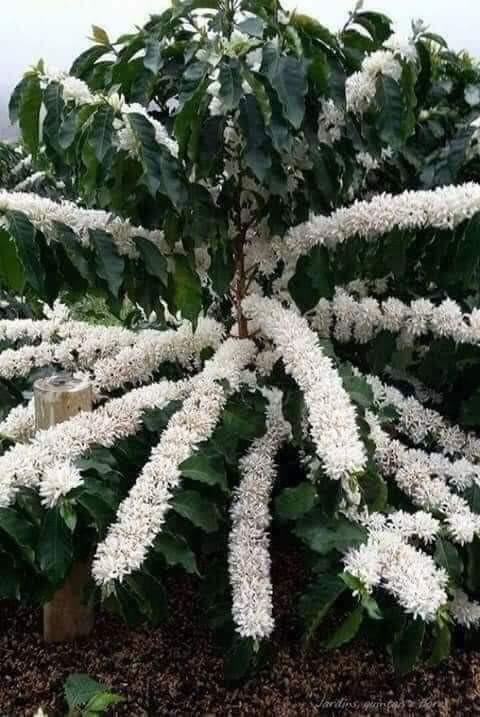 Pokok kopi ARABICA atau ROBUSTA, Furniture & Home Living, Gardening ...