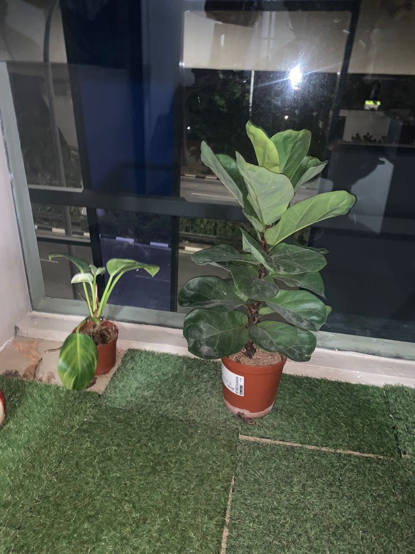 Real Plant, Furniture & Home Living, Gardening, Pots & Planters on ...