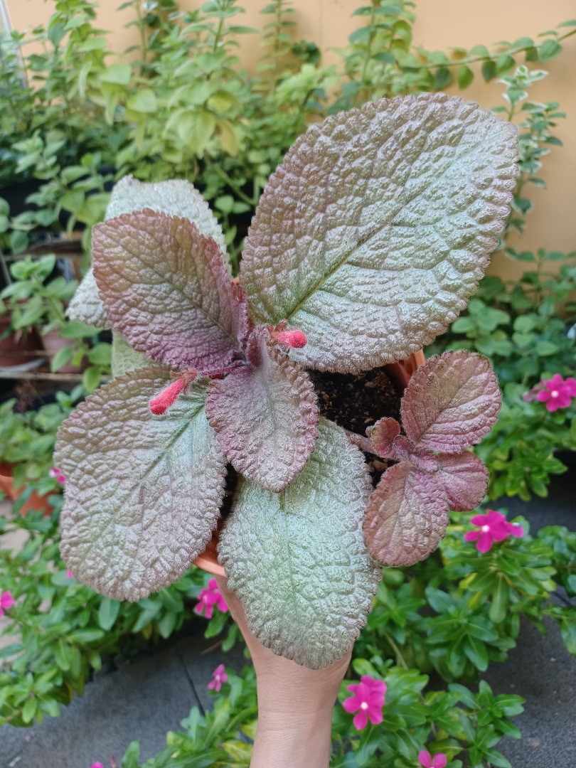 Thai Episcia, Furniture & Home Living, Gardening, Plants & Seeds on ...