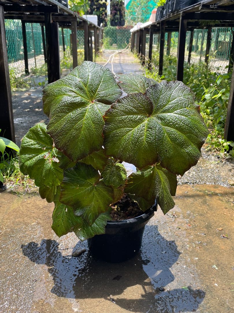 Begonia boomer, Furniture & Home Living, Gardening, Plants & Seeds on ...