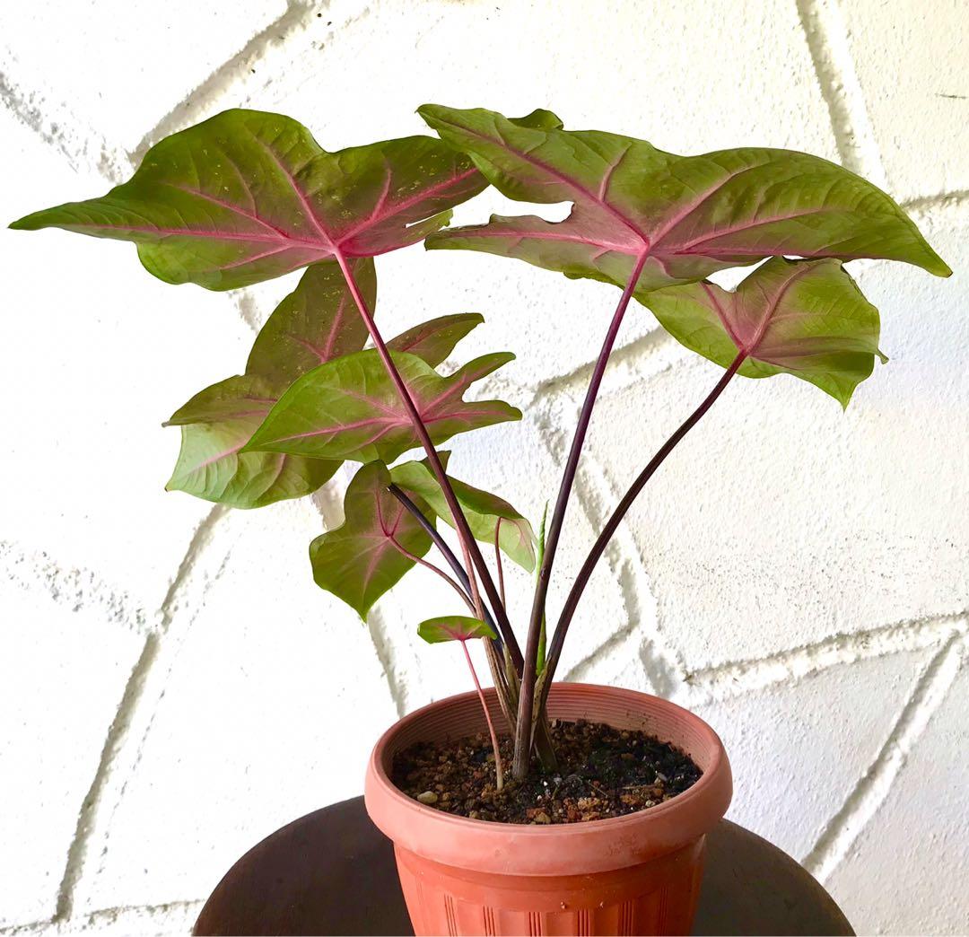 CALADIUM DRAGON HEART, Furniture & Home Living, Gardening, Plants ...