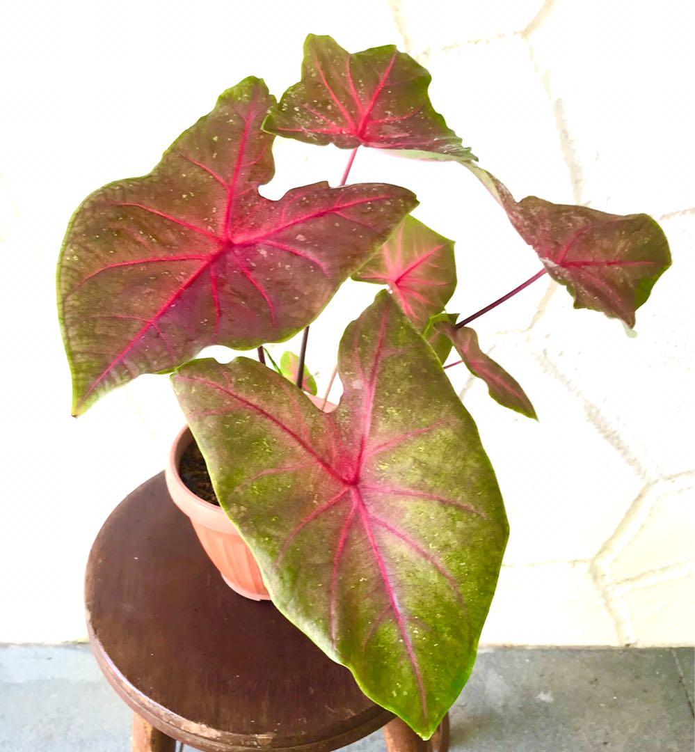 CALADIUM DRAGON HEART, Furniture & Home Living, Gardening, Plants ...