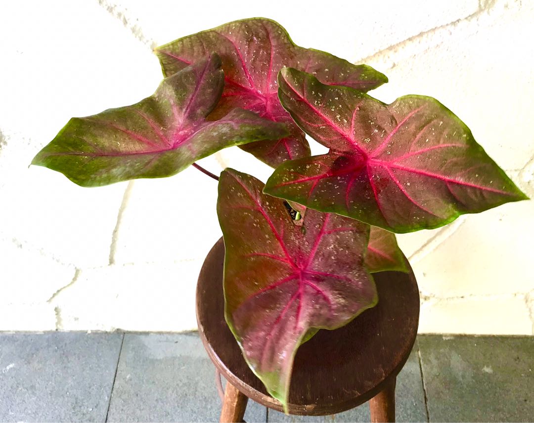 CALADIUM DRAGON HEART, Furniture & Home Living, Gardening, Plants ...