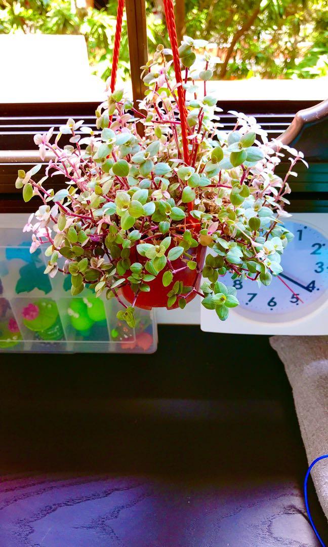Callisia Repens Bianca Plant, Furniture & Home Living, Gardening ...