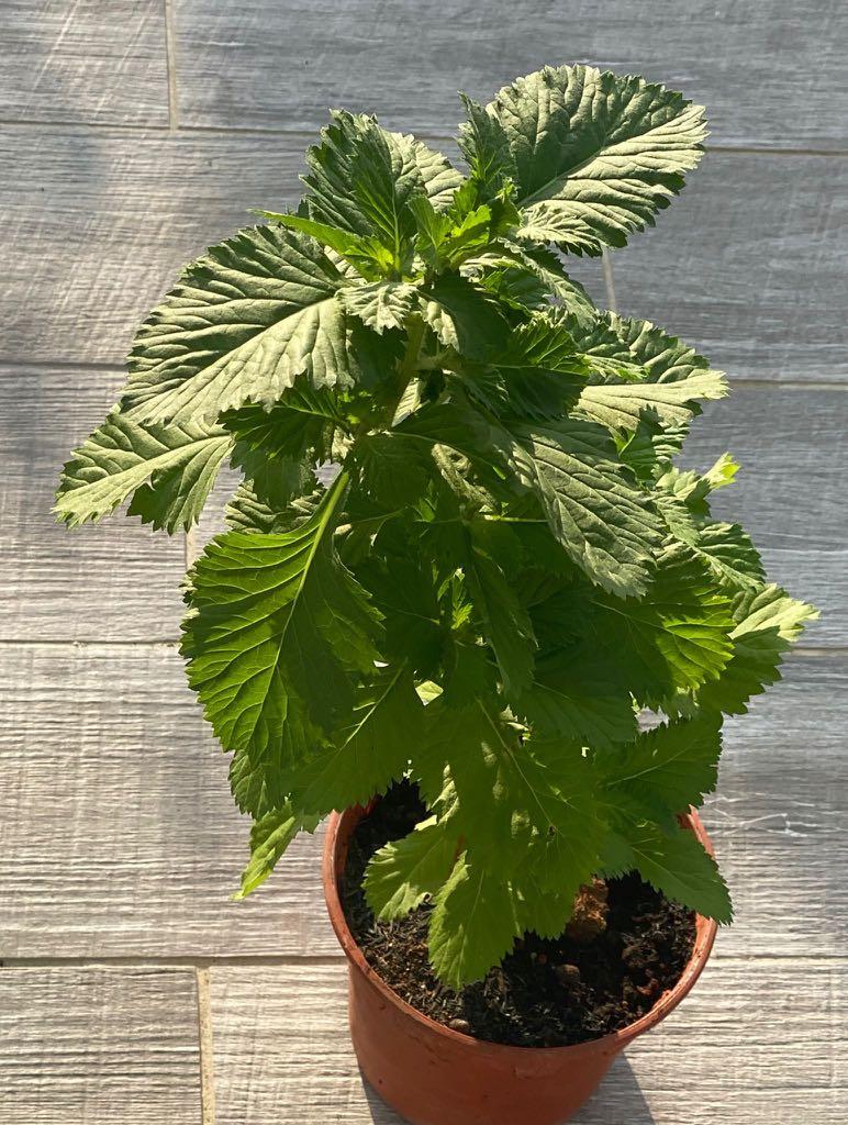 Lark Daisy Plant (Flowering Soon), Furniture & Home Living, Gardening ...