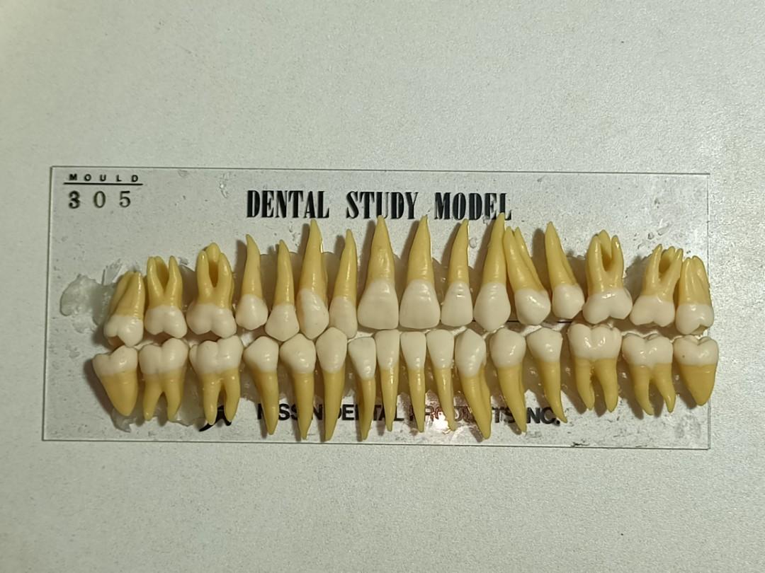 Nissin Dental Study Model, Hobbies & Toys, Stationary & Craft ...
