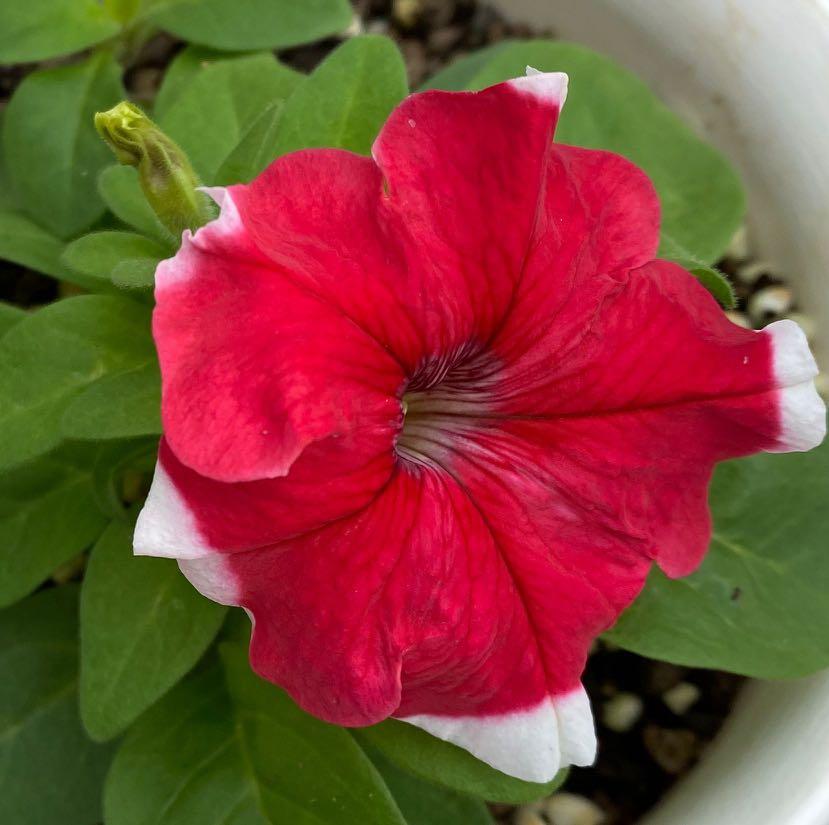 Petunia Red Picotee Dreams, Furniture & Home Living, Gardening, Plants & Seeds on Carousell