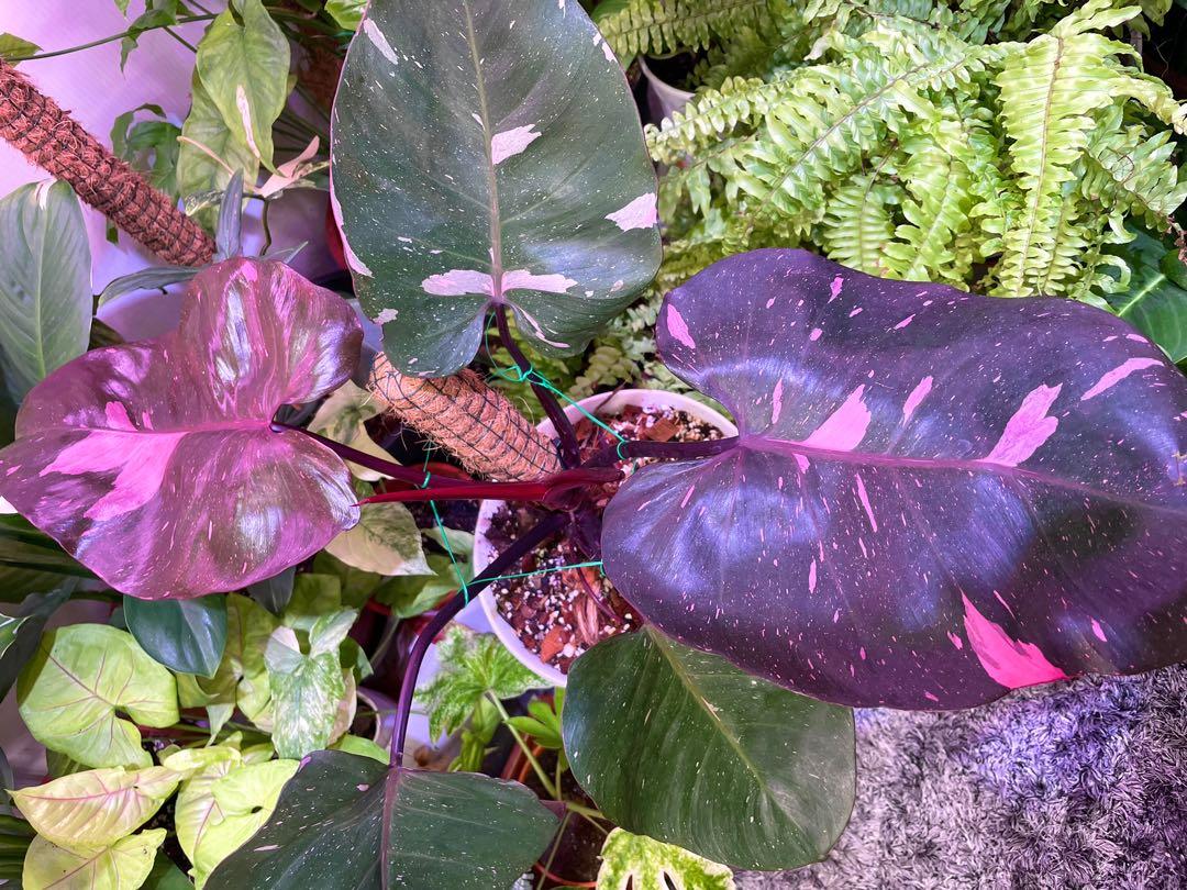 Philodendron pink Princess marble king, Furniture & Home Living ...