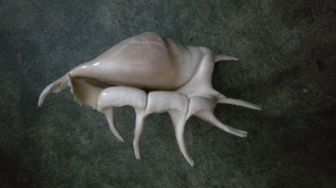 LAMBIS LAMBIS Spider Conch Sea Shell - 8 inches - Long tentacles ...