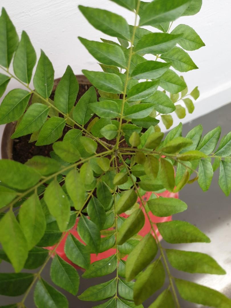 Curry Leaf plant, Furniture & Home Living, Gardening, Plants & Seeds on ...