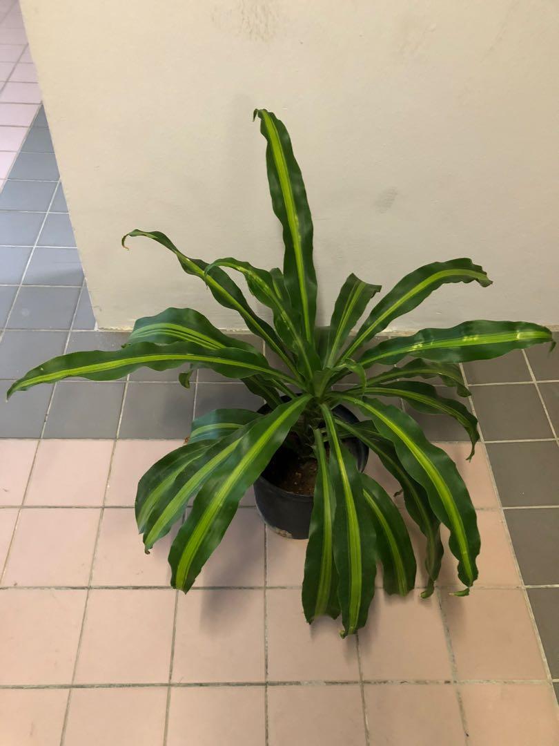 Dracaena Fragrans/Iron Tree Plant, Furniture & Home Living, Gardening ...