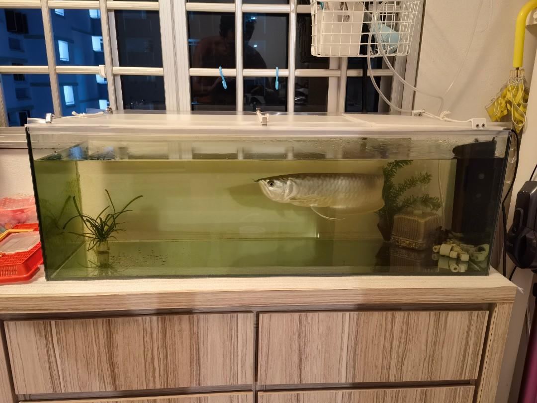 Fish Tank 90cm x 30cm x 30cm, Pet Supplies, Homes & Other Pet ...