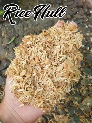 Fresh Rice Hull - 1kg by Ivy Rose Garden, Furniture & Home Living ...