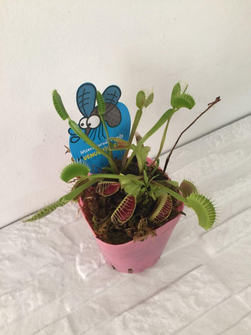 Insect trap flies mosquitoes plant, Furniture & Home Living, Gardening ...