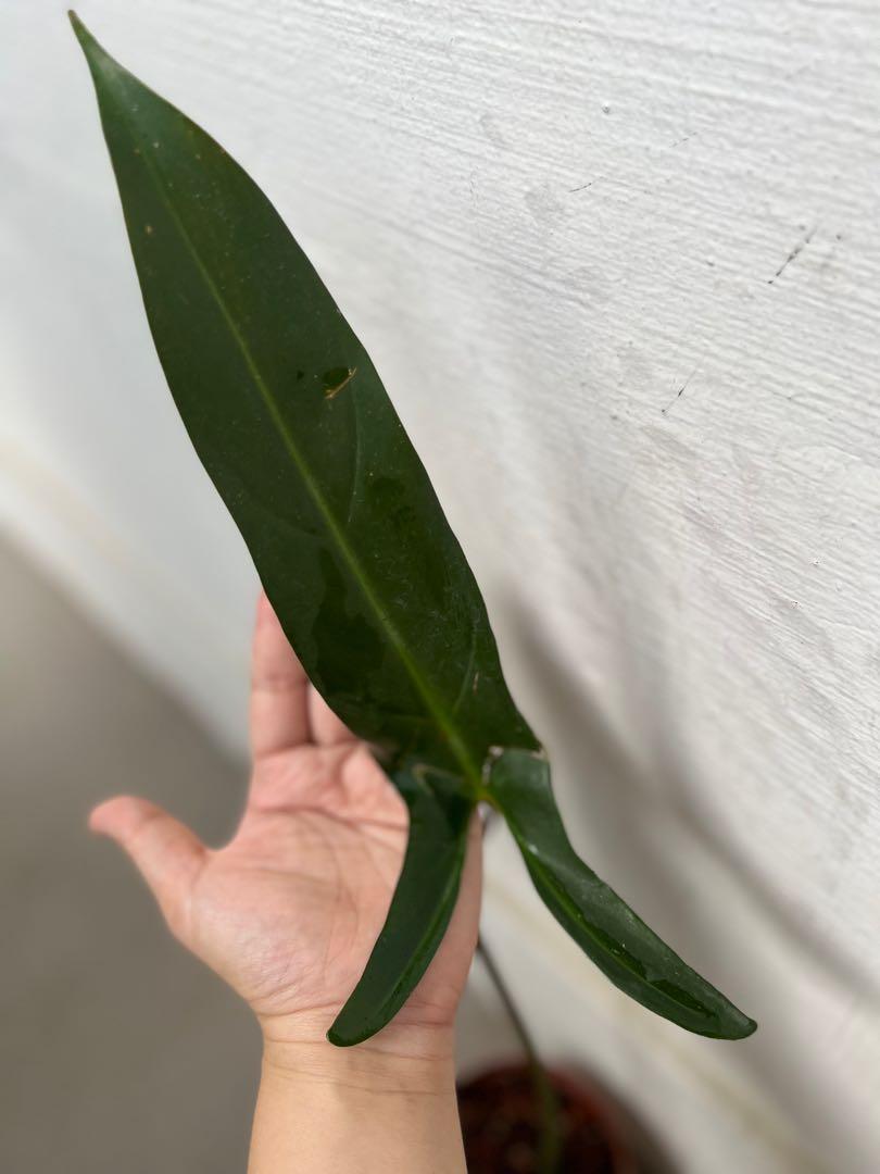 Philodendron Mexicanum, Furniture & Home Living, Gardening, Plants ...