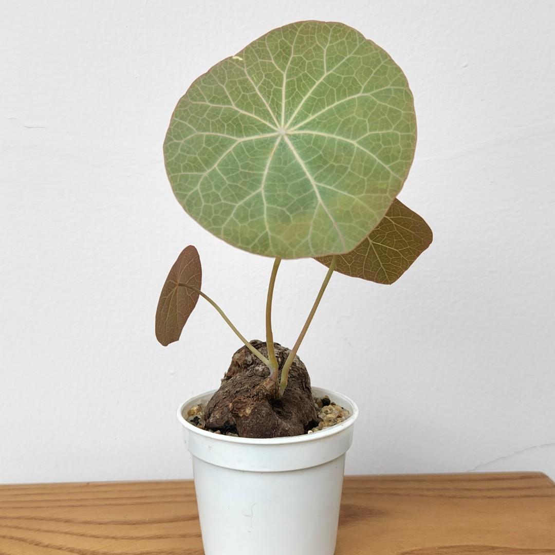 Stephania Kaweesakii (Stephania Nova), Furniture & Home Living ...