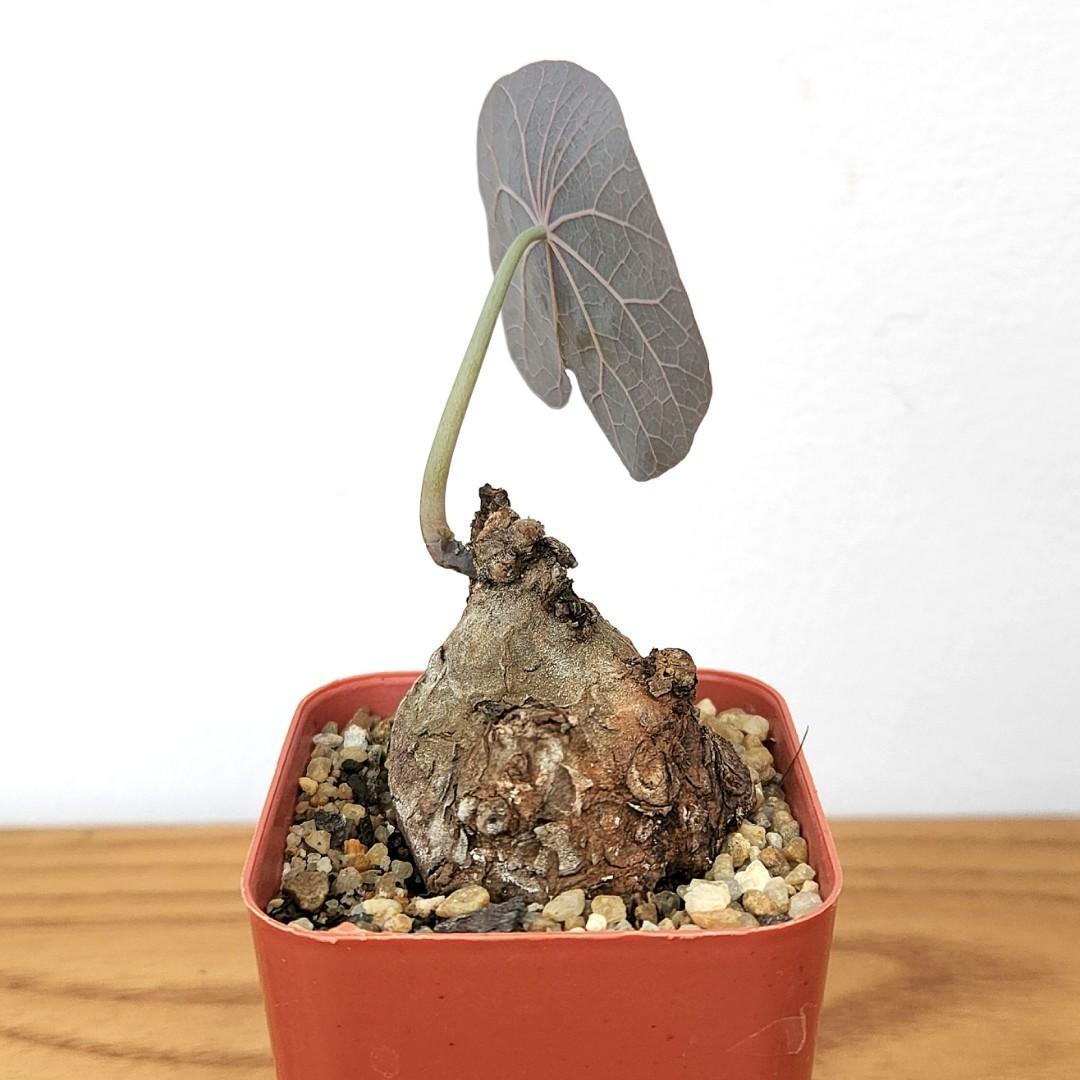 Stephania Kaweesakii (Stephania Nova), Furniture & Home Living ...