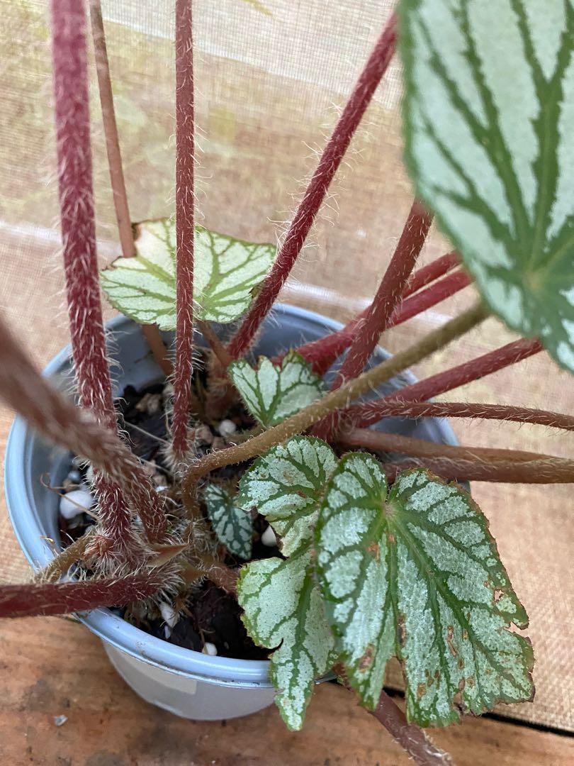 Begonia U400, Furniture & Home Living, Gardening, Plants & Seeds on ...