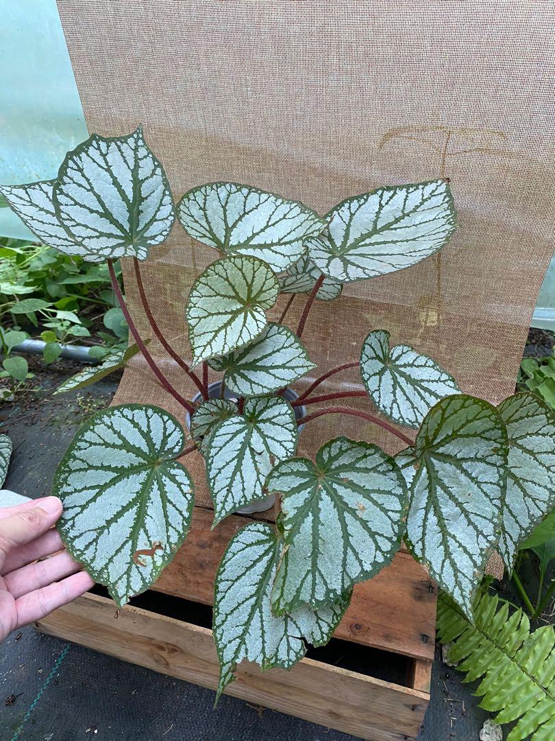 Begonia U400, Furniture & Home Living, Gardening, Plants & Seeds on ...